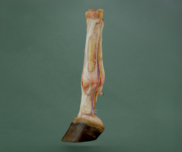 Equine Forelimb Dissection - Equied Courses