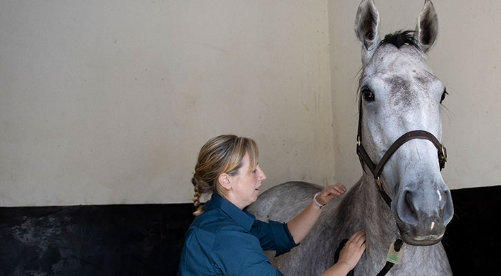 Equi-ed | Massage Therapy Education Centre | Equine Courses