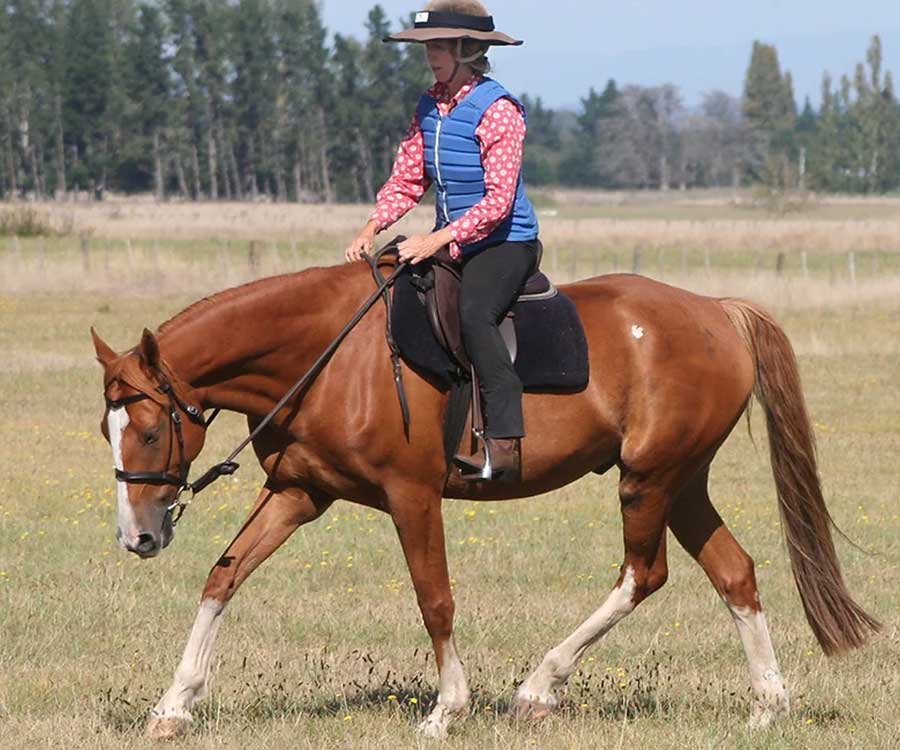 Equi-ed | Massage Therapy Education Centre | Equine Courses