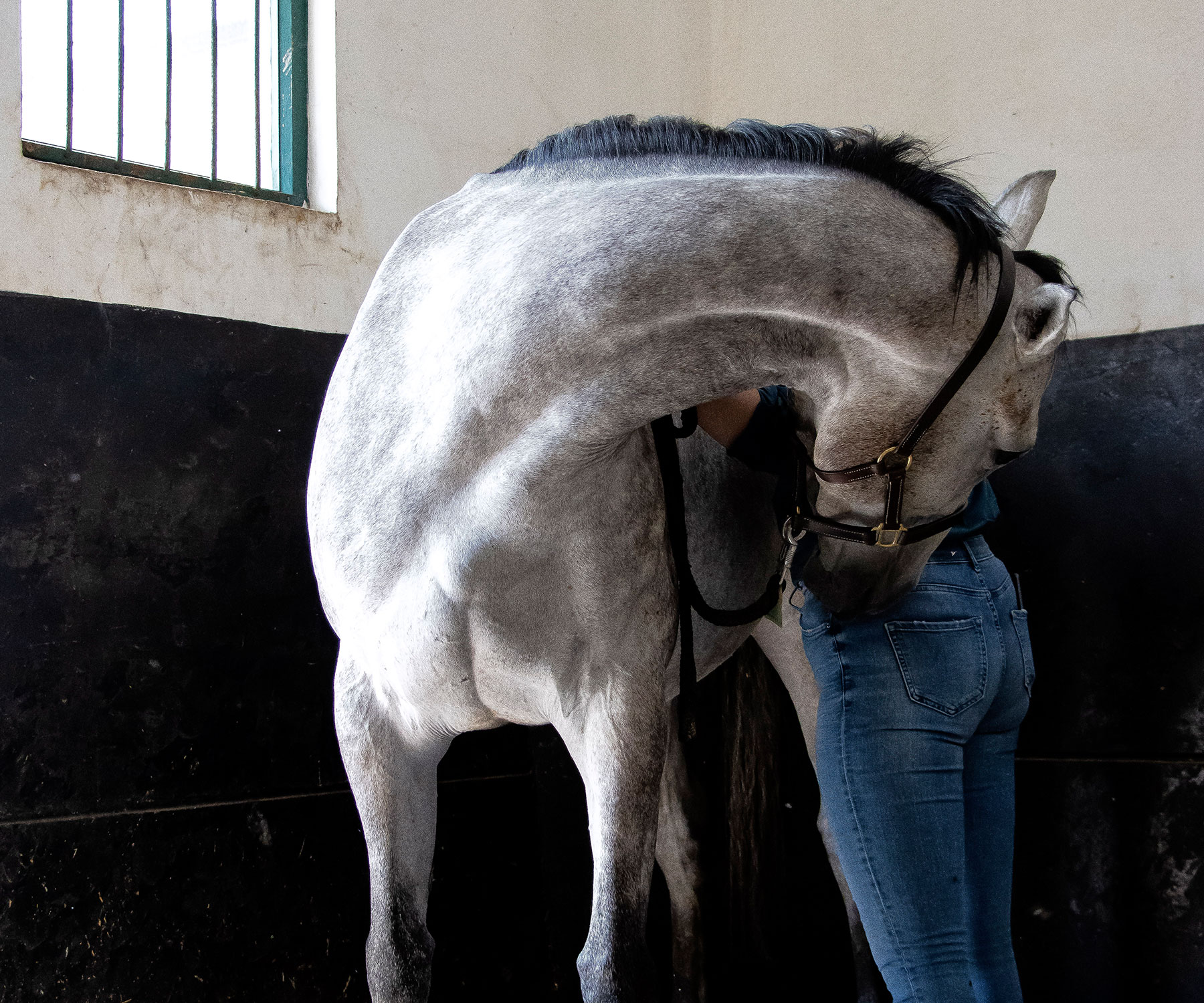 Equi-ed Networking at Punchestown Races - Equied