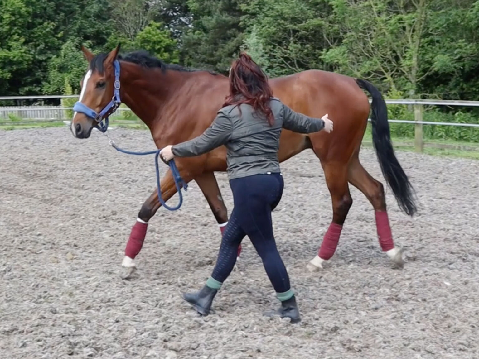 Exploring Equine Neurology | Equi-Ed Online Course