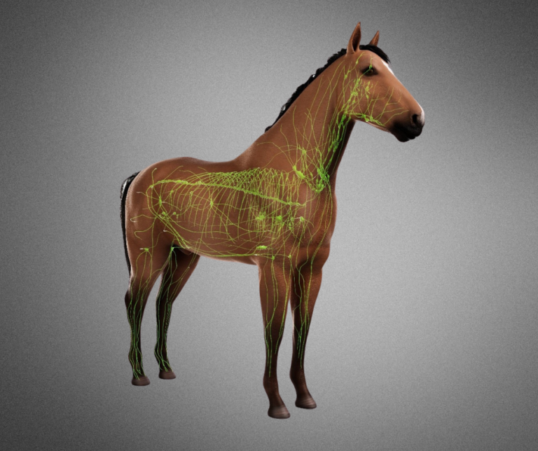 Equi-ed | Massage Therapy Education Centre | Equine Courses