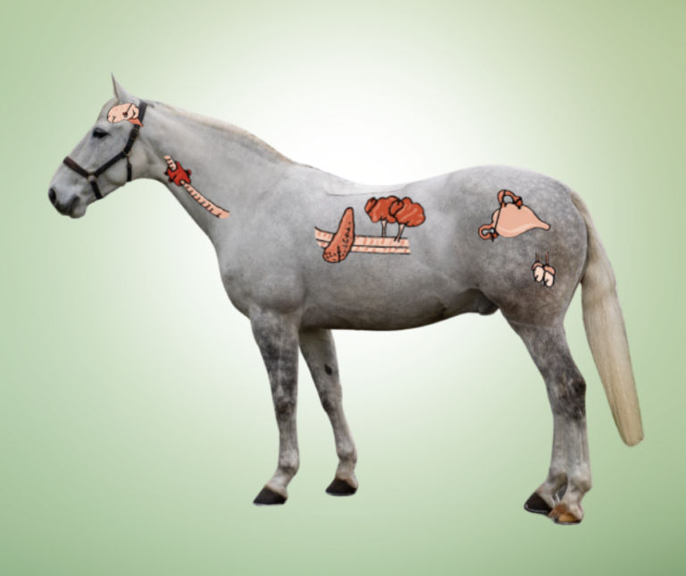 The Equine Endocrine System - Equied Online Course