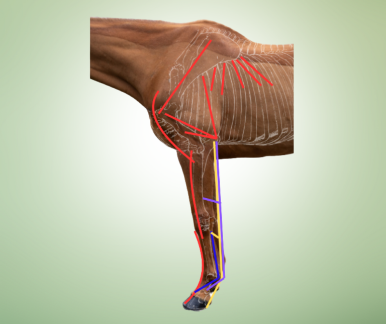 Equine Stay Apparatus - Equied Online Course
