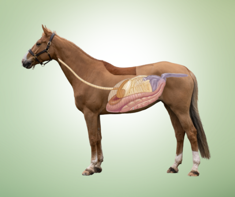 Equine Digestive System - COMING SOON - Equied Online Course