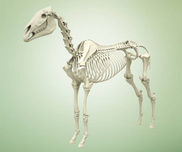 Equine Skeletal System (Scotland) - Equied Online Course