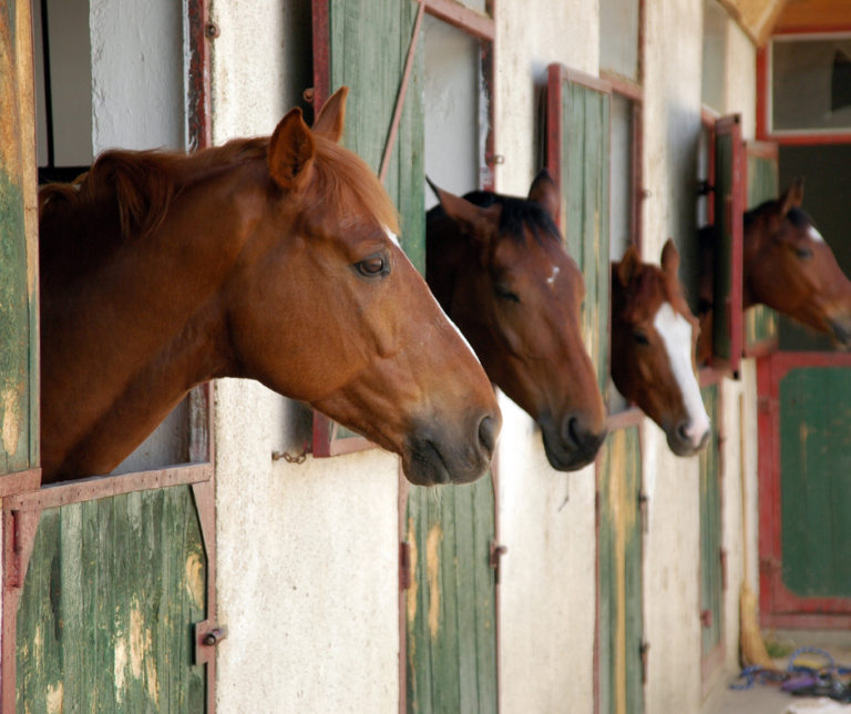 Equi-ed | Massage Therapy Education Centre | Equine Courses